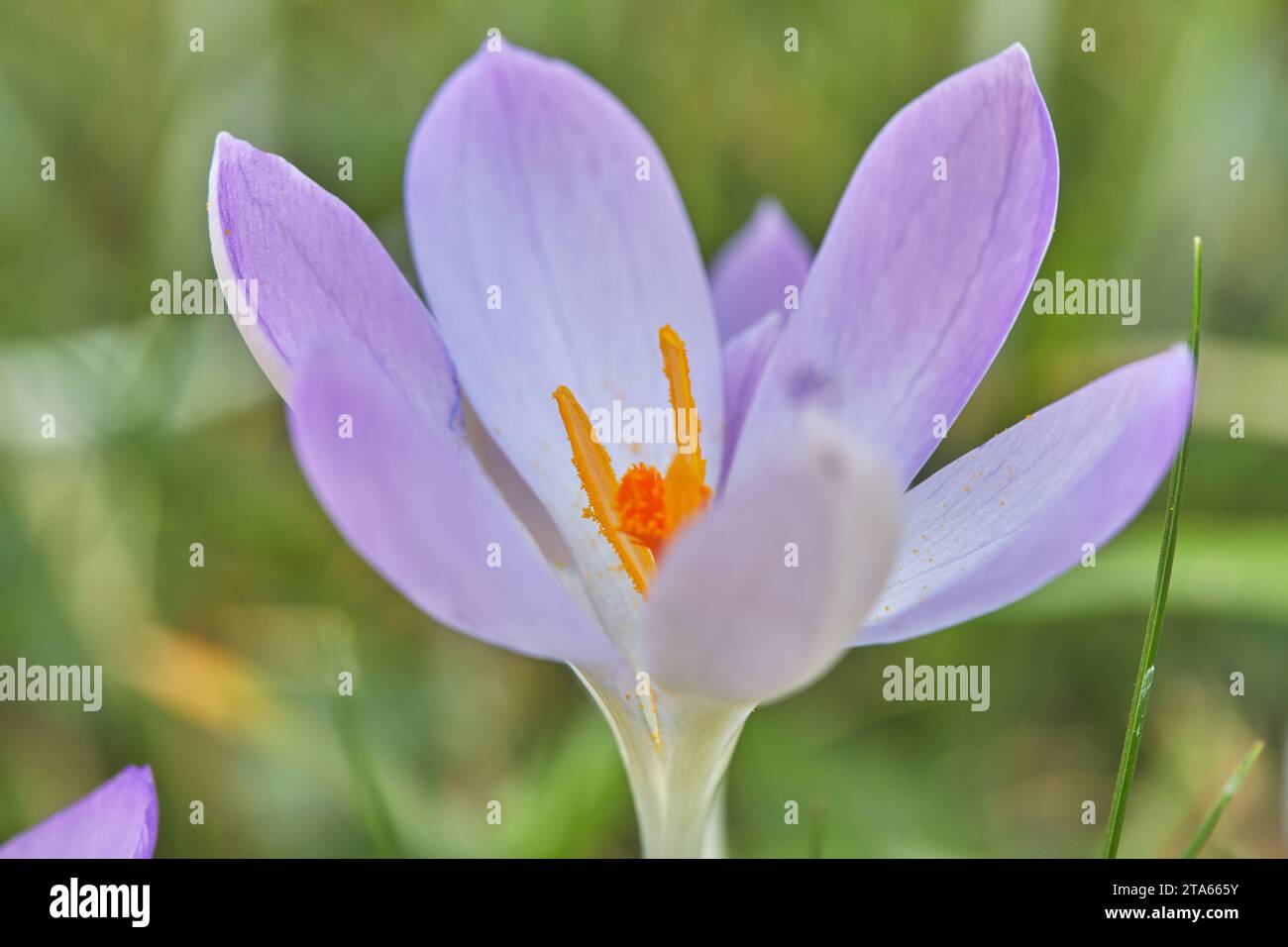 An early spring-flowering Crocus in full bloom in a garden, a welcome ...