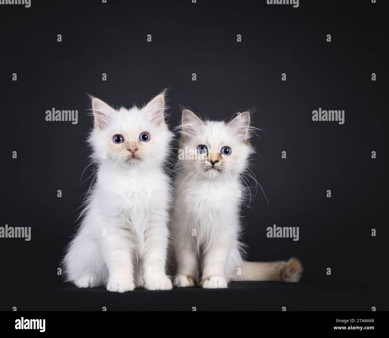 Two Sacred Birman cat kittens, sitting beside each other. Looking over ...