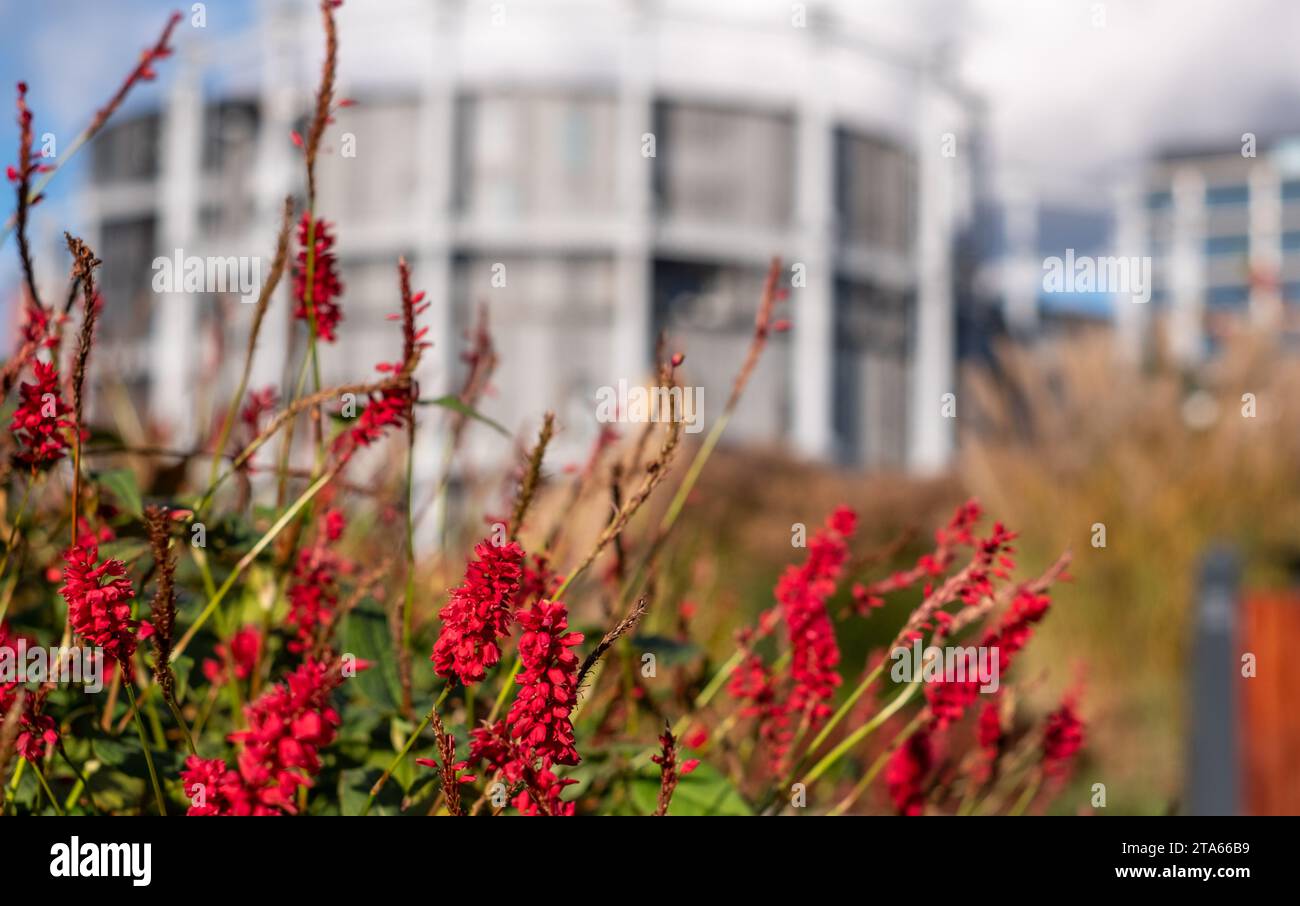 Kings Cross, London UK. Victorian gas holders converted into upmarket ...