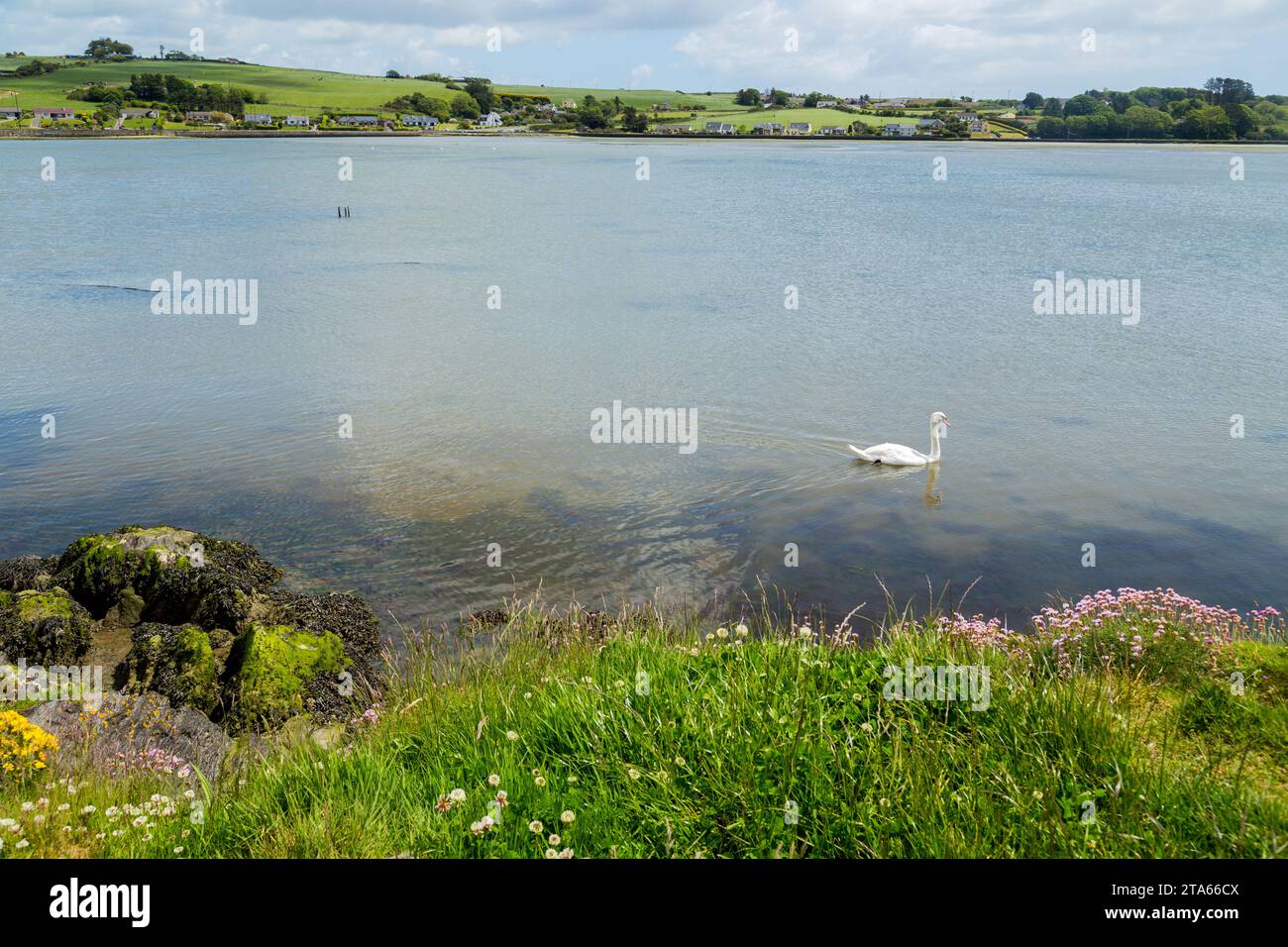 A large group of swans congregate in Rosscarbery, West Cork, Ireland ...