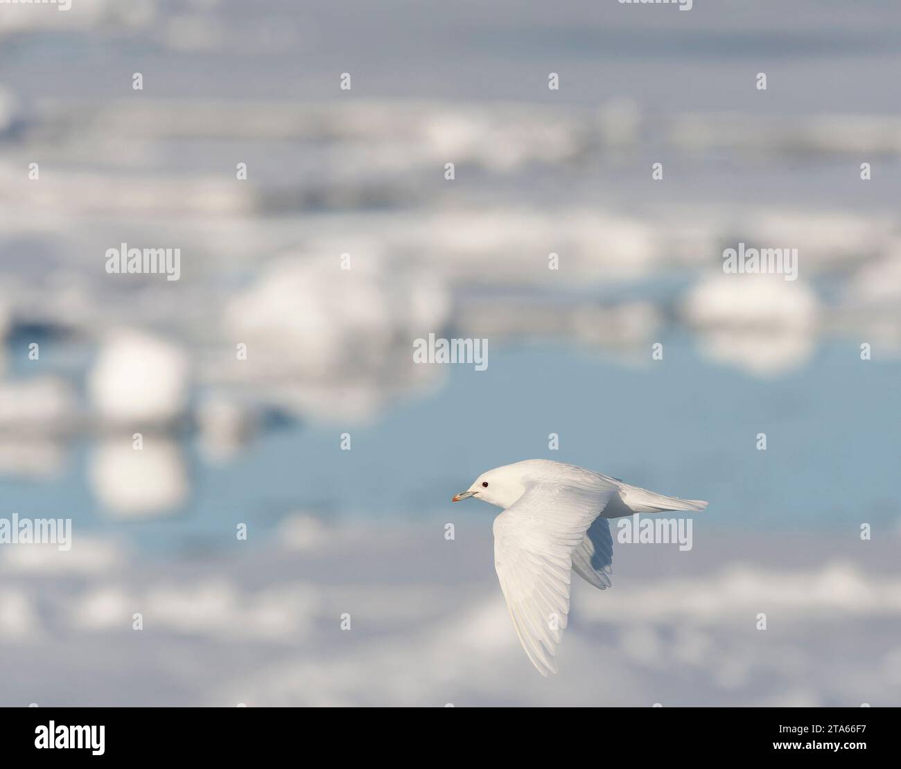 Adult Ivory Gull (Pagophila eburnea) on Svalbard, arctic Norway Stock ...