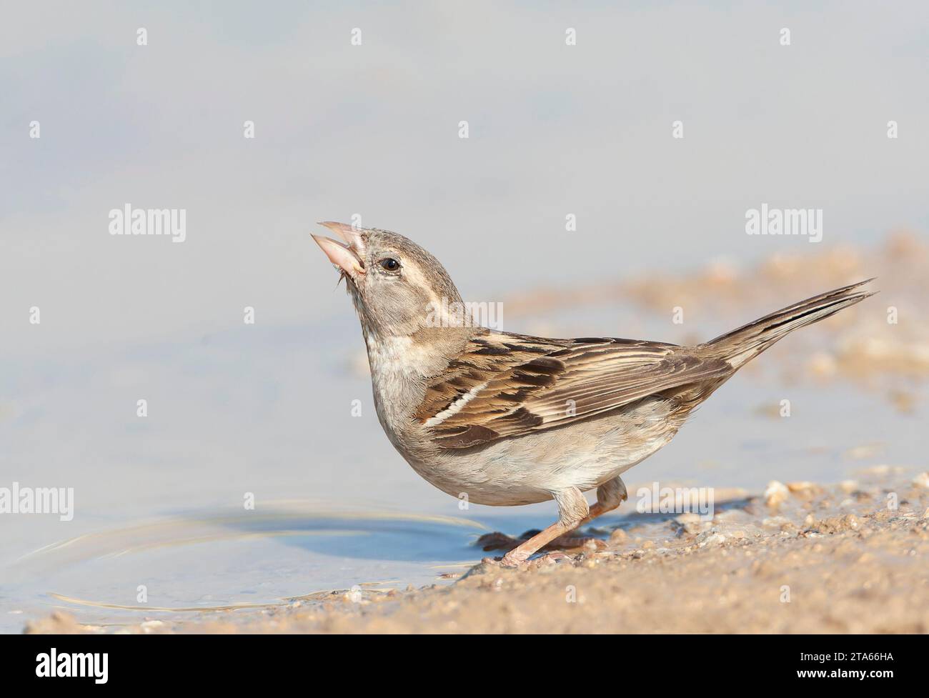 Biblicus hi-res stock photography and images - Alamy