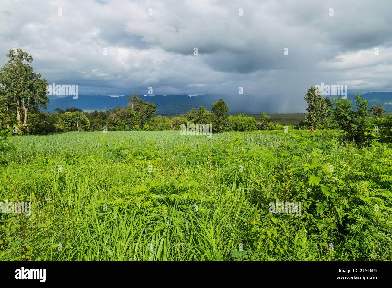 view of the burmese vegetation during morning fog, located close to ...