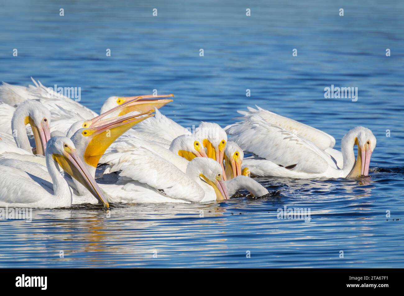 American white pelican (Pelecanus erythrorhynchos) flock of adults ...