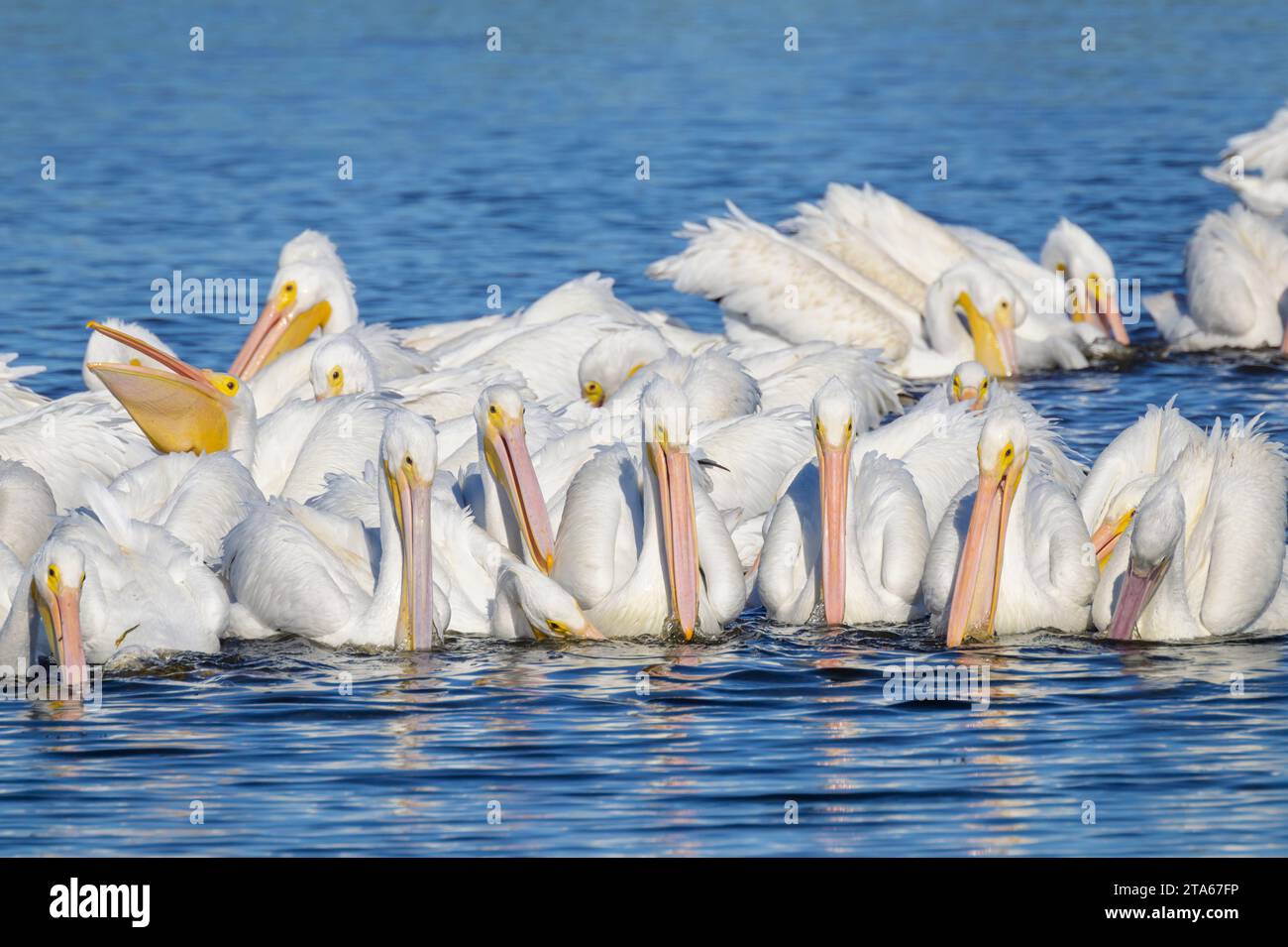 American white pelican (Pelecanus erythrorhynchos) flock of adults ...
