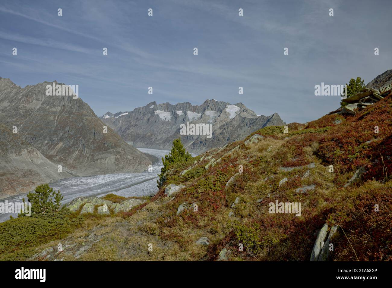 Grosser Aletschgletscher, Fall Colours Stock Photo - Alamy