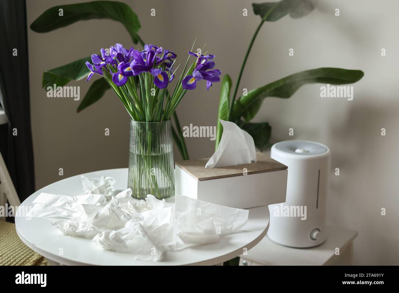Seasonal allergy rhinitis to flowers. Bouquet of purple iris flowers in ...