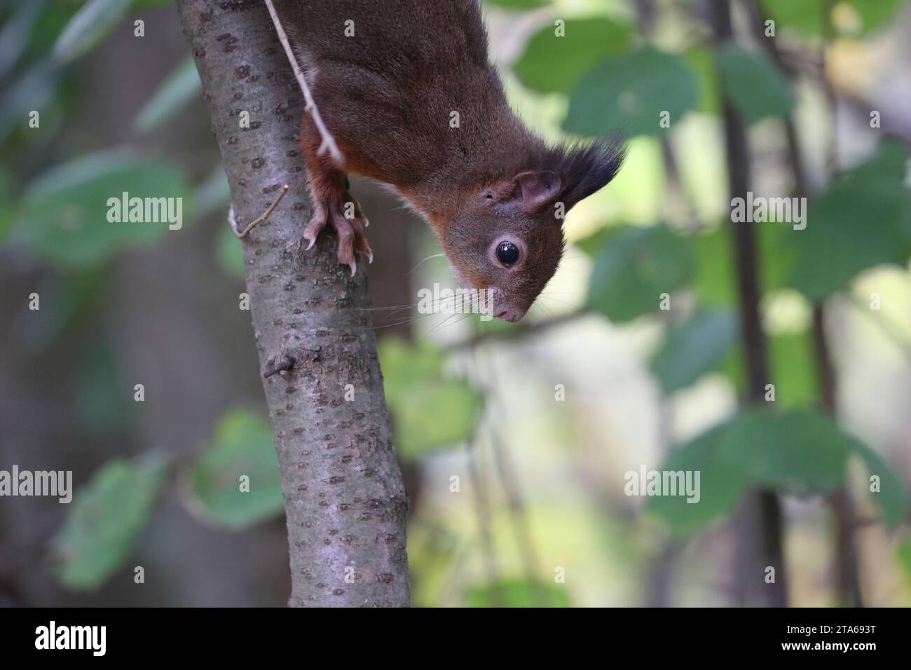 eurasian red squirrel in autumn colored woodland Stock Photo - Alamy