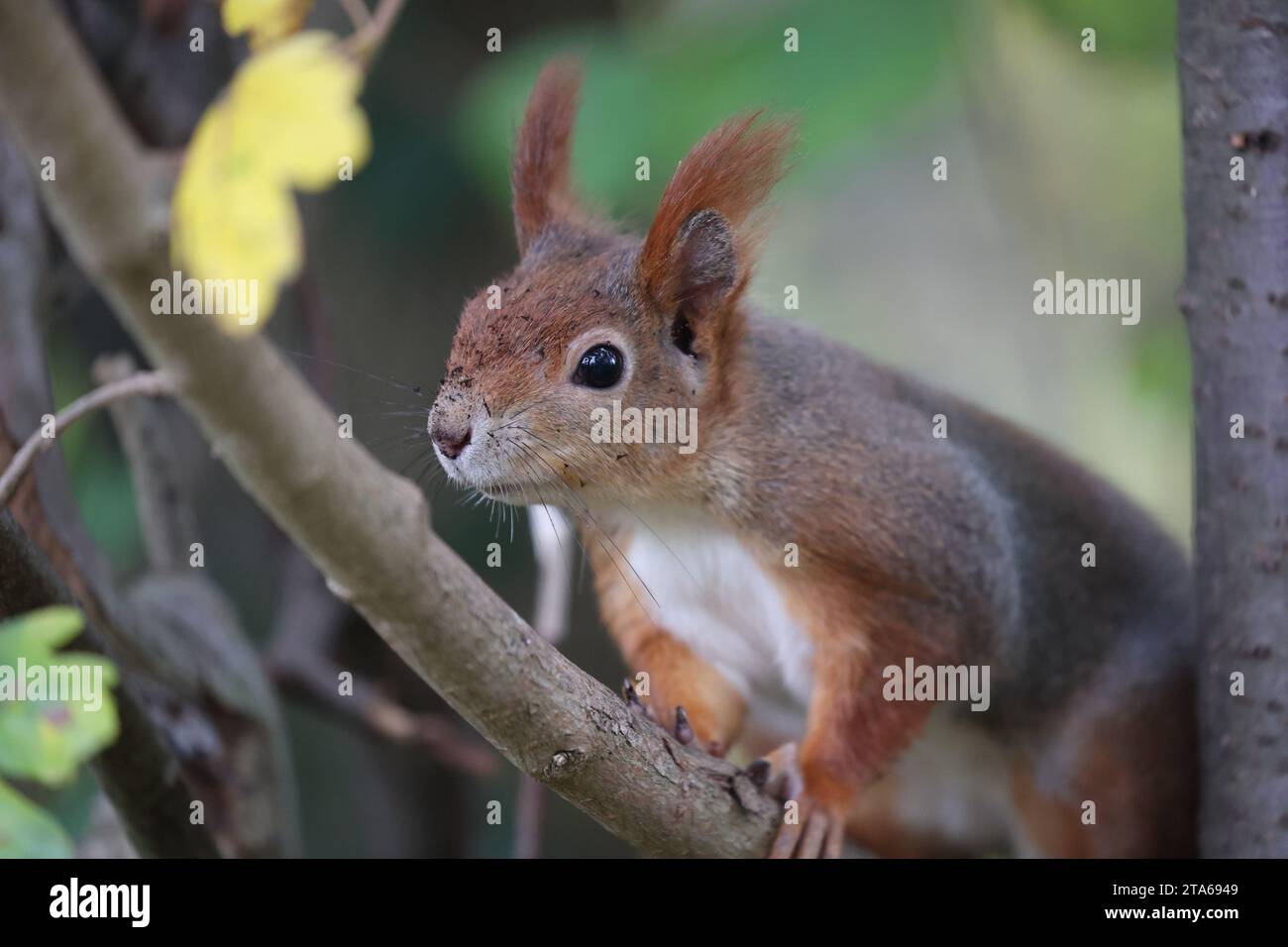 eurasian red squirrel in autumn colored woodland Stock Photo - Alamy