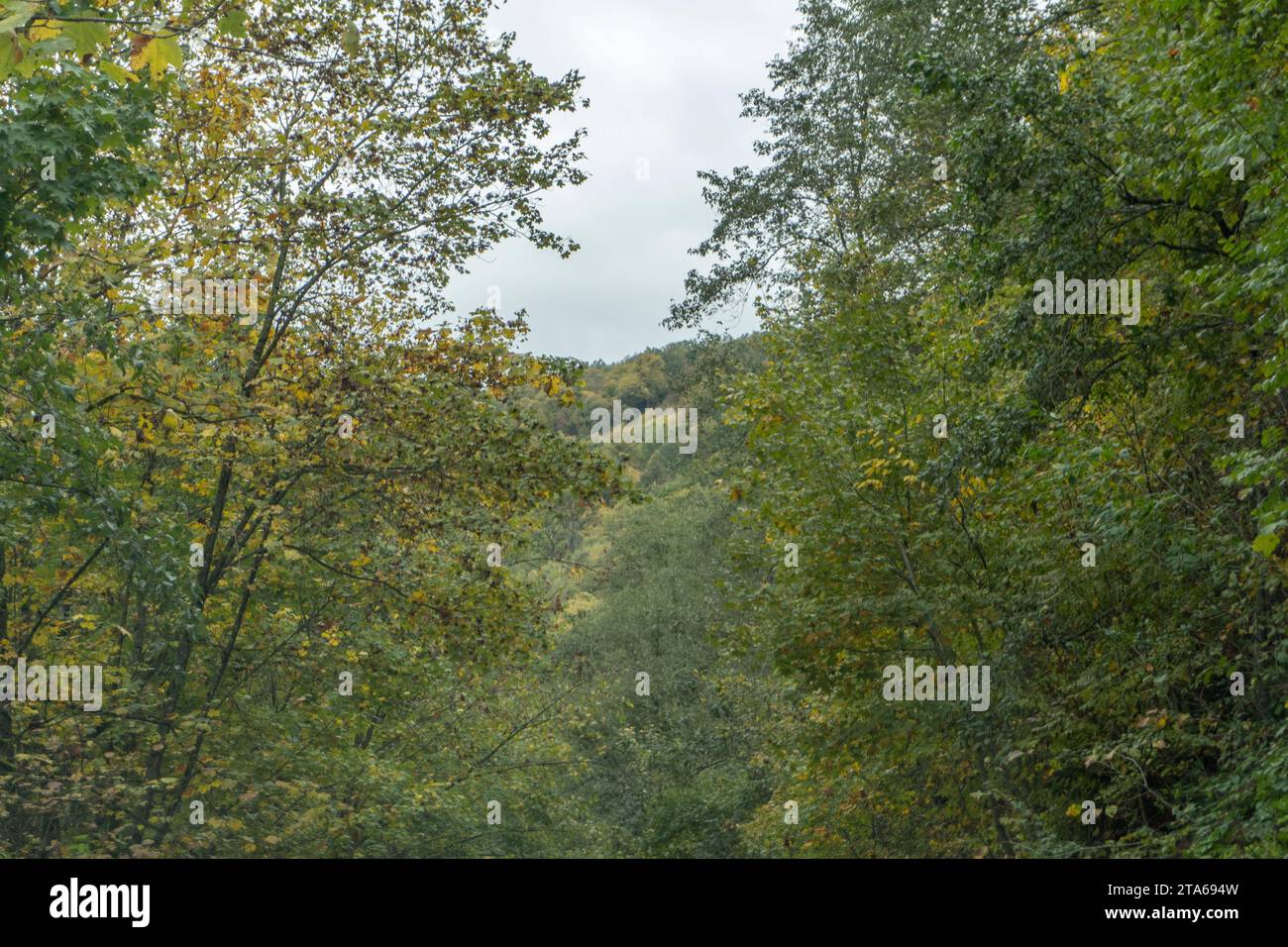 Tall forest trees facing the cloudy sky Stock Photo - Alamy