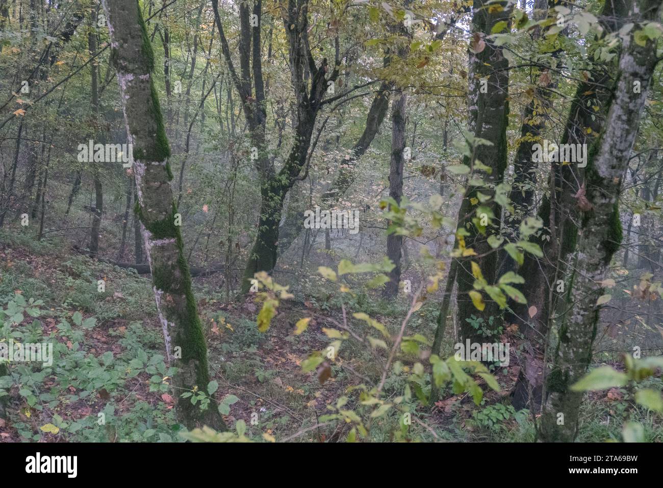 Mossy forest trees with mist Stock Photo - Alamy