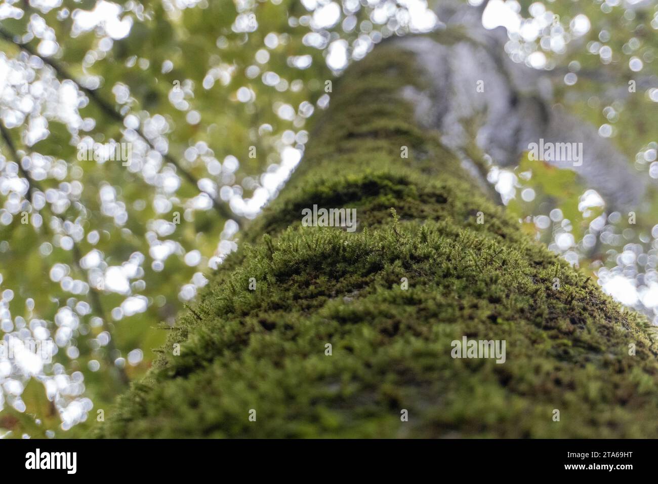 Timberland beauty hi-res stock photography and images - Alamy