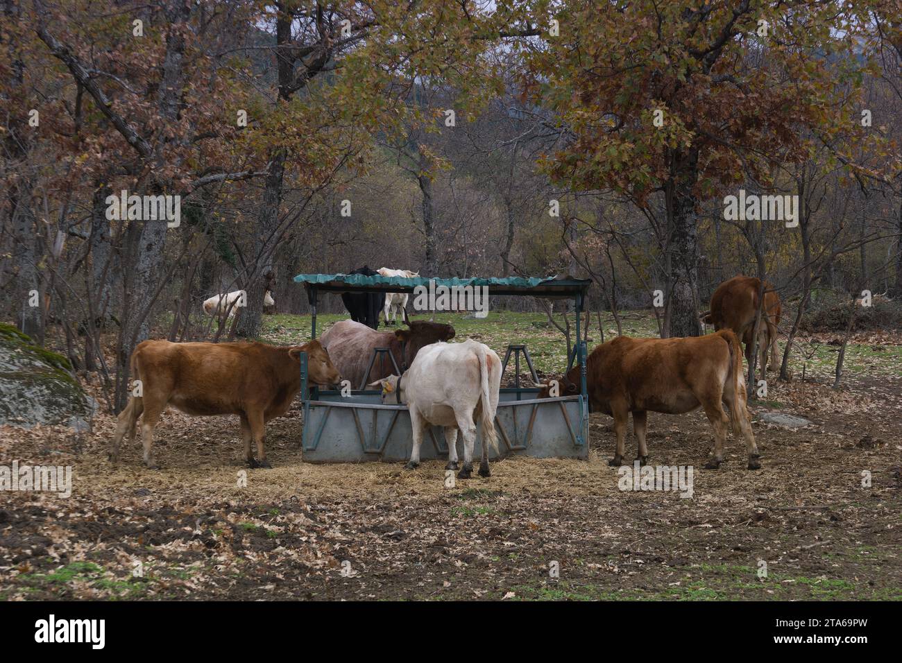 cow in the forest on a pasture farm in spain cattle breeding Stock ...