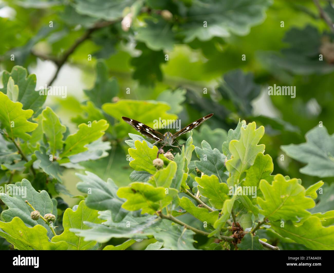 Butterfly on oak tree hi-res stock photography and images - Alamy