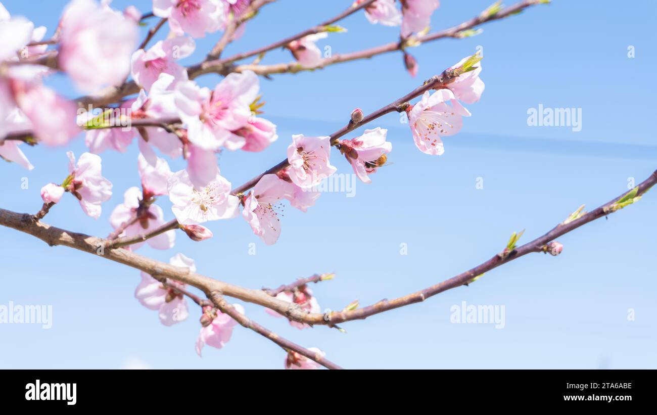 Angyo kanzakura hi-res stock photography and images - Alamy