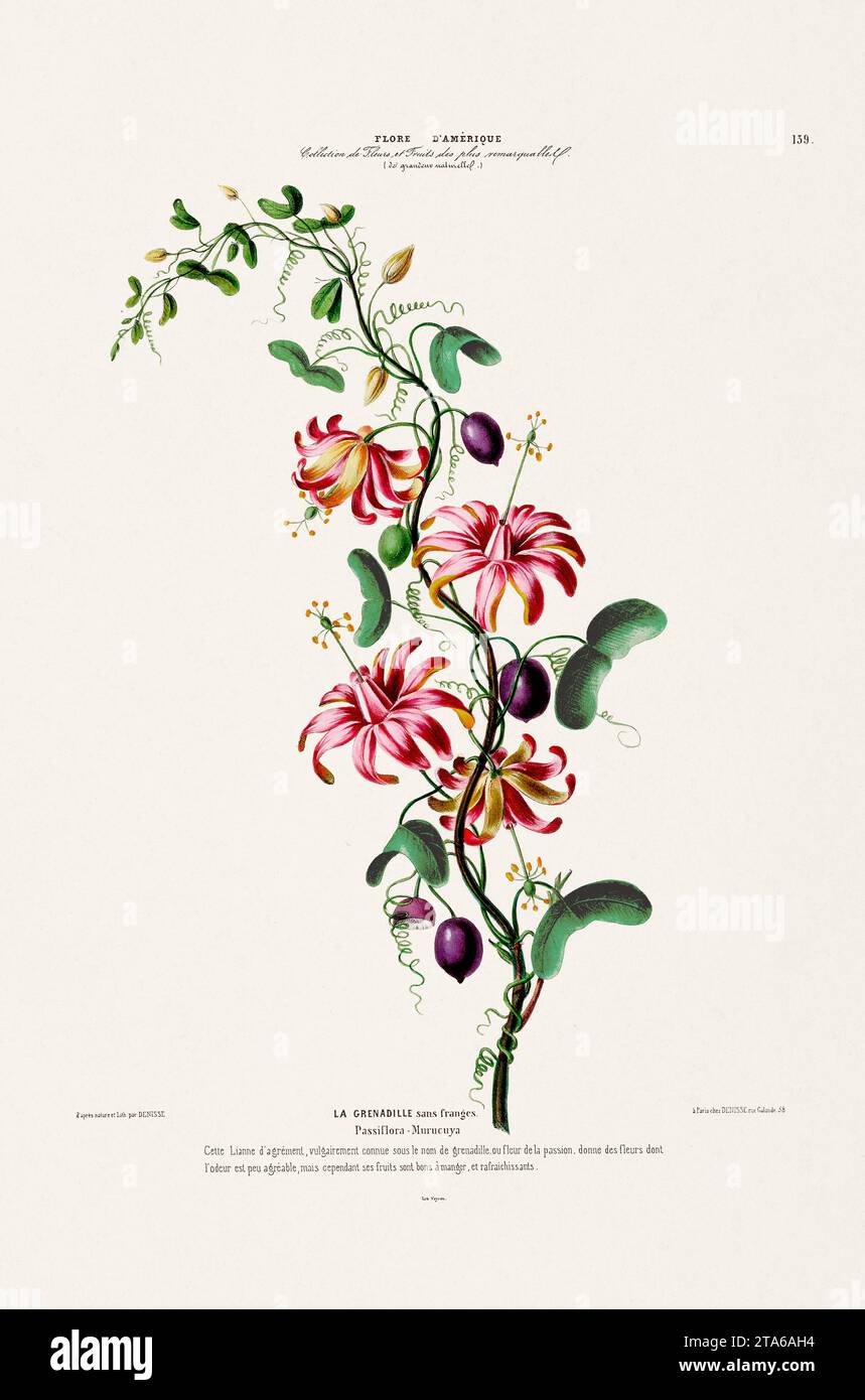 Antique Botanical Illustration. Colorful Plants, Flowers, and Fruits ...