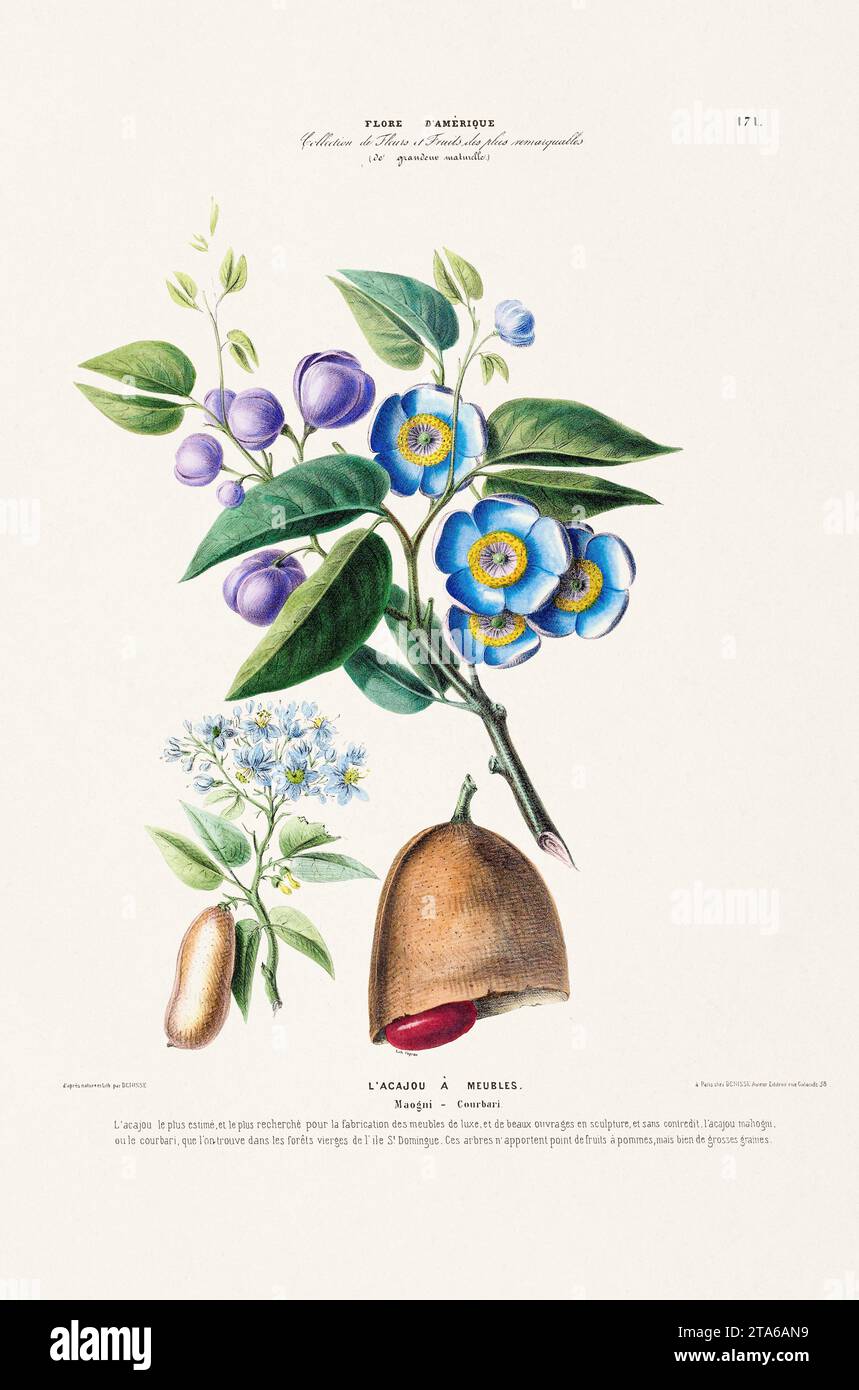 Antique Botanical Illustration. Colorful Plants, Flowers, and Fruits ...