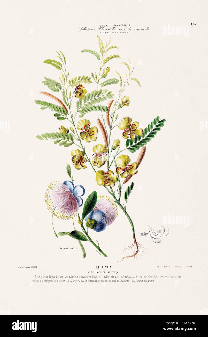 Antique Botanical Illustration. Colorful Plants, Flowers, and Fruits ...