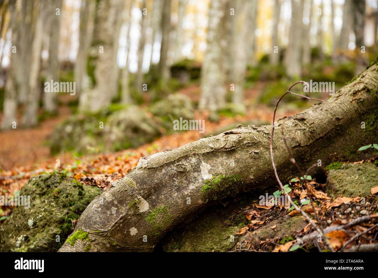 Selective focus on a curved beech root ( Fagus sylvatica ) against the ...