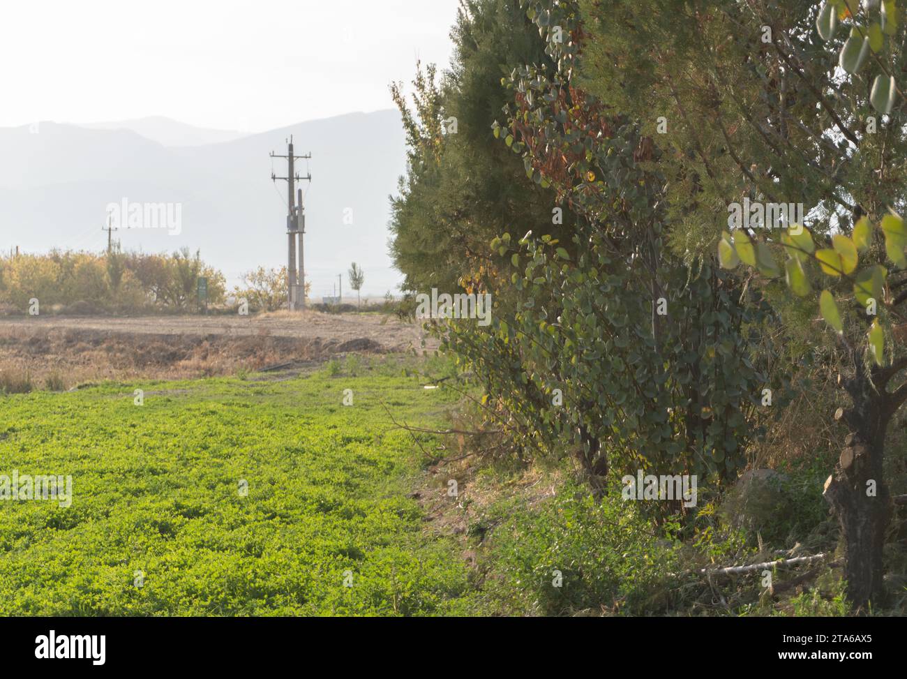 Korean pine trees hi-res stock photography and images - Alamy