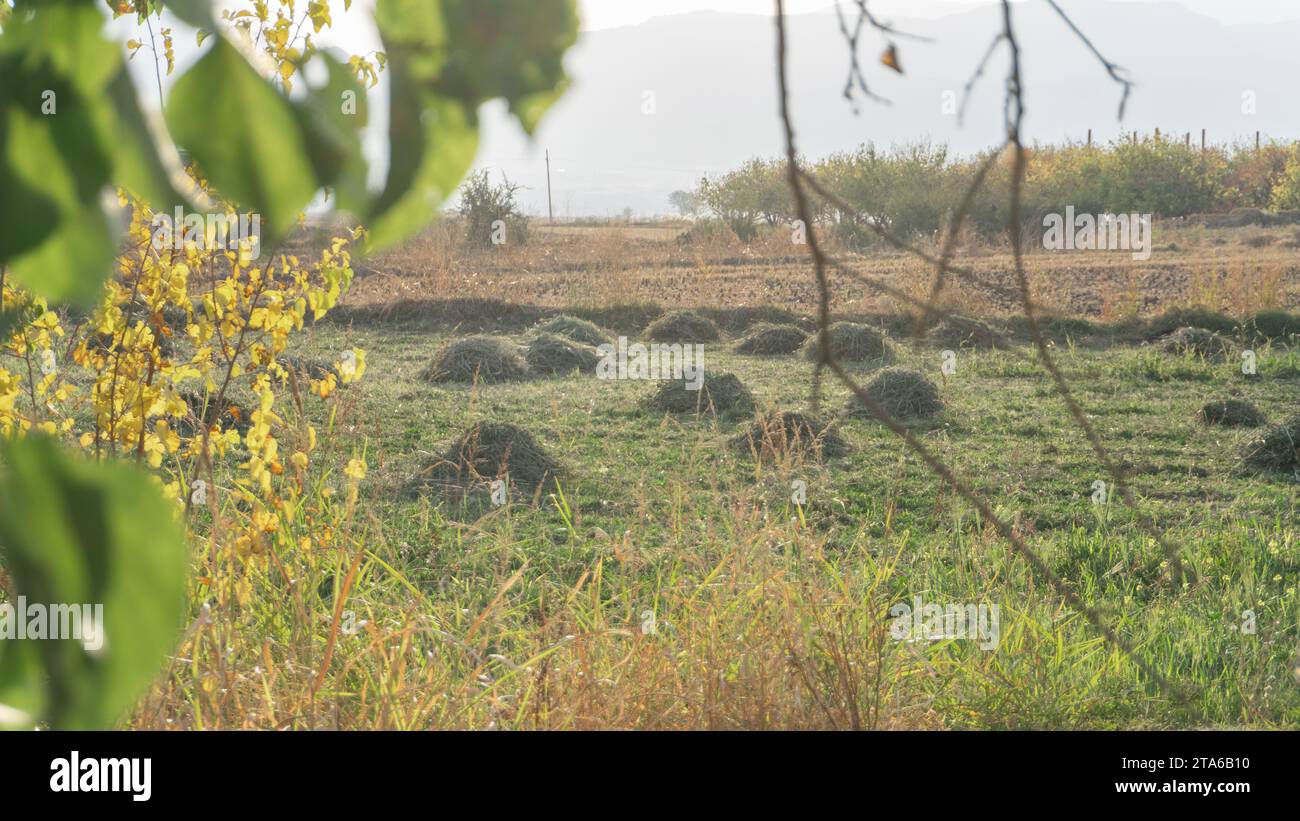 Summer fodder crop hi-res stock photography and images - Alamy