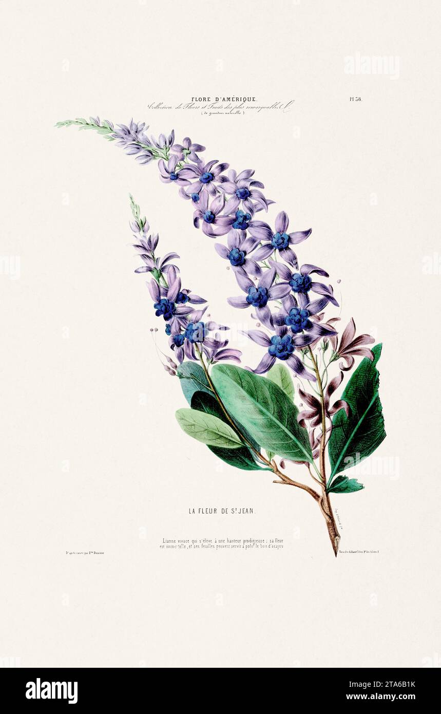 Antique Botanical Illustration. Colorful Plants, Flowers, and Fruits ...