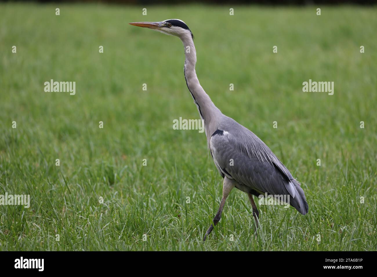 grey heron on a meadow hunting for mice Stock Photo - Alamy
