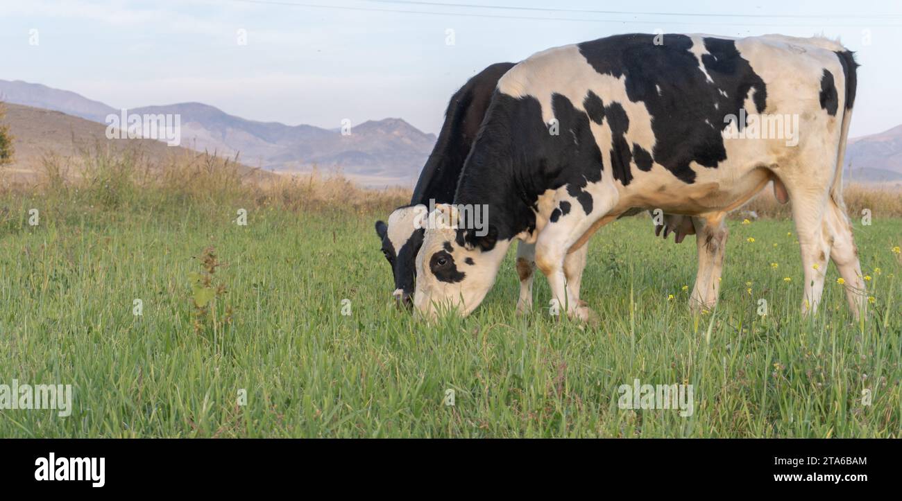 Black cow grazing on meadow hi-res stock photography and images - Alamy