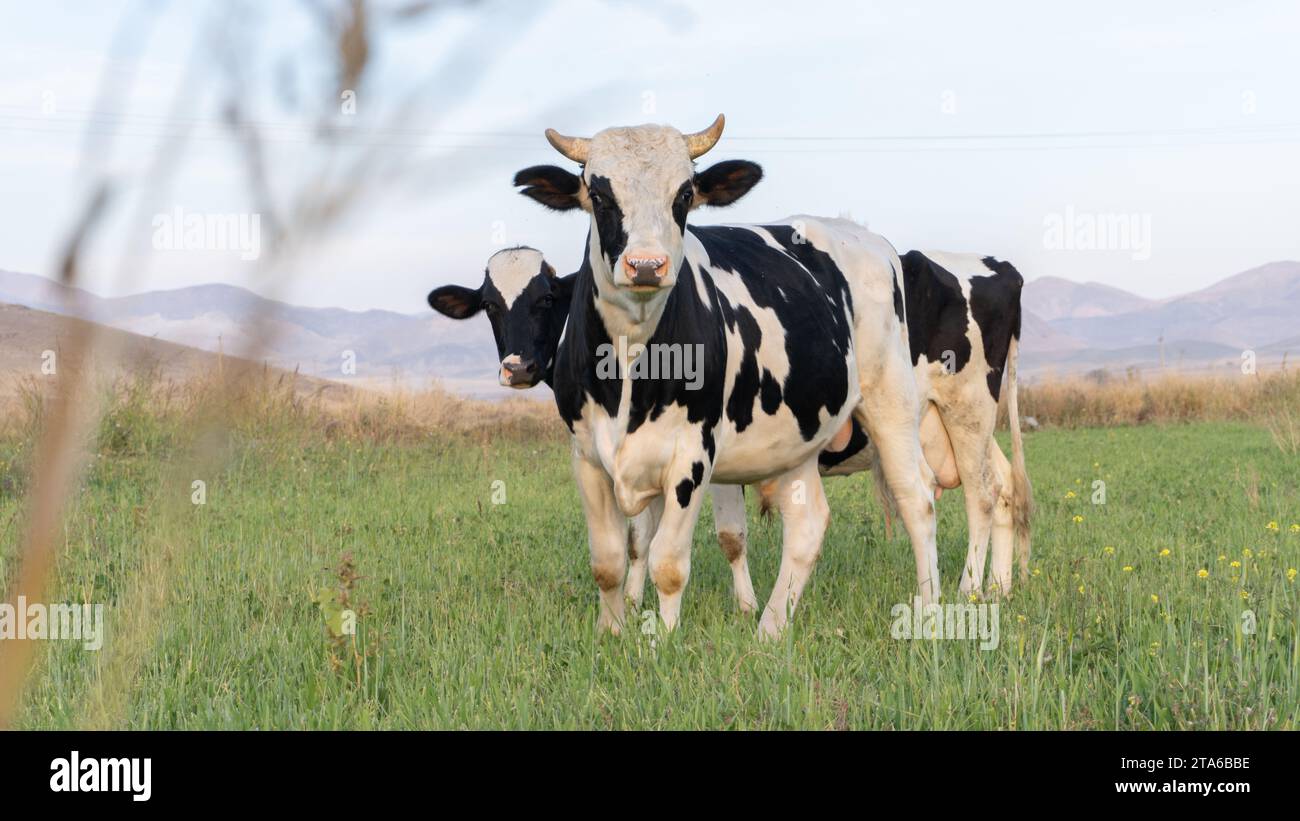 Cows eating hay in field hi-res stock photography and images - Alamy
