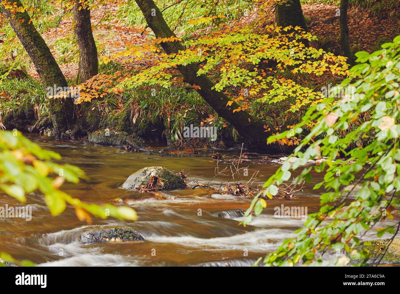 Beech trees in golden autumn colours, in woodland along the banks of ...