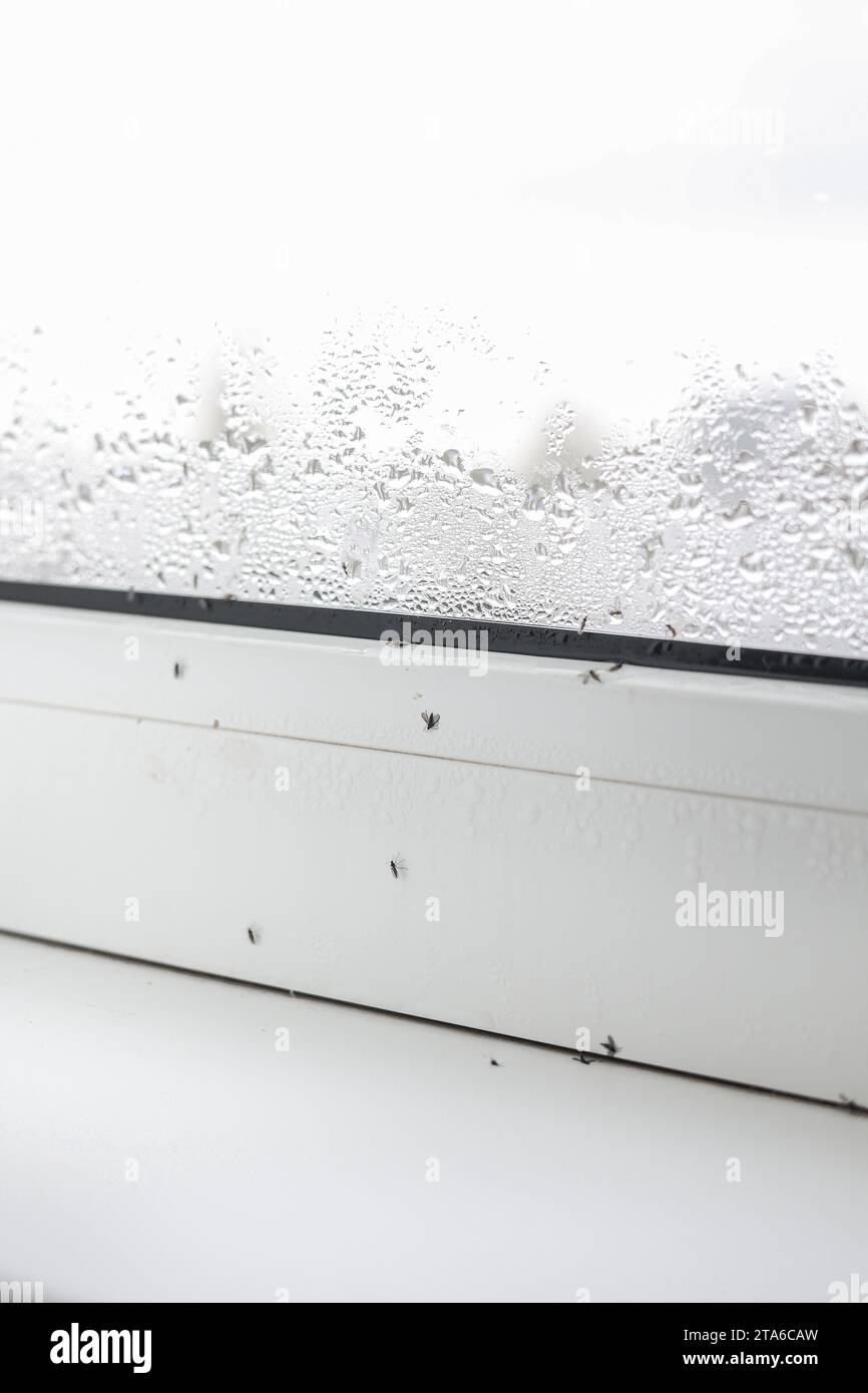 Close up of many dead midges and water droplets condensation on white ...