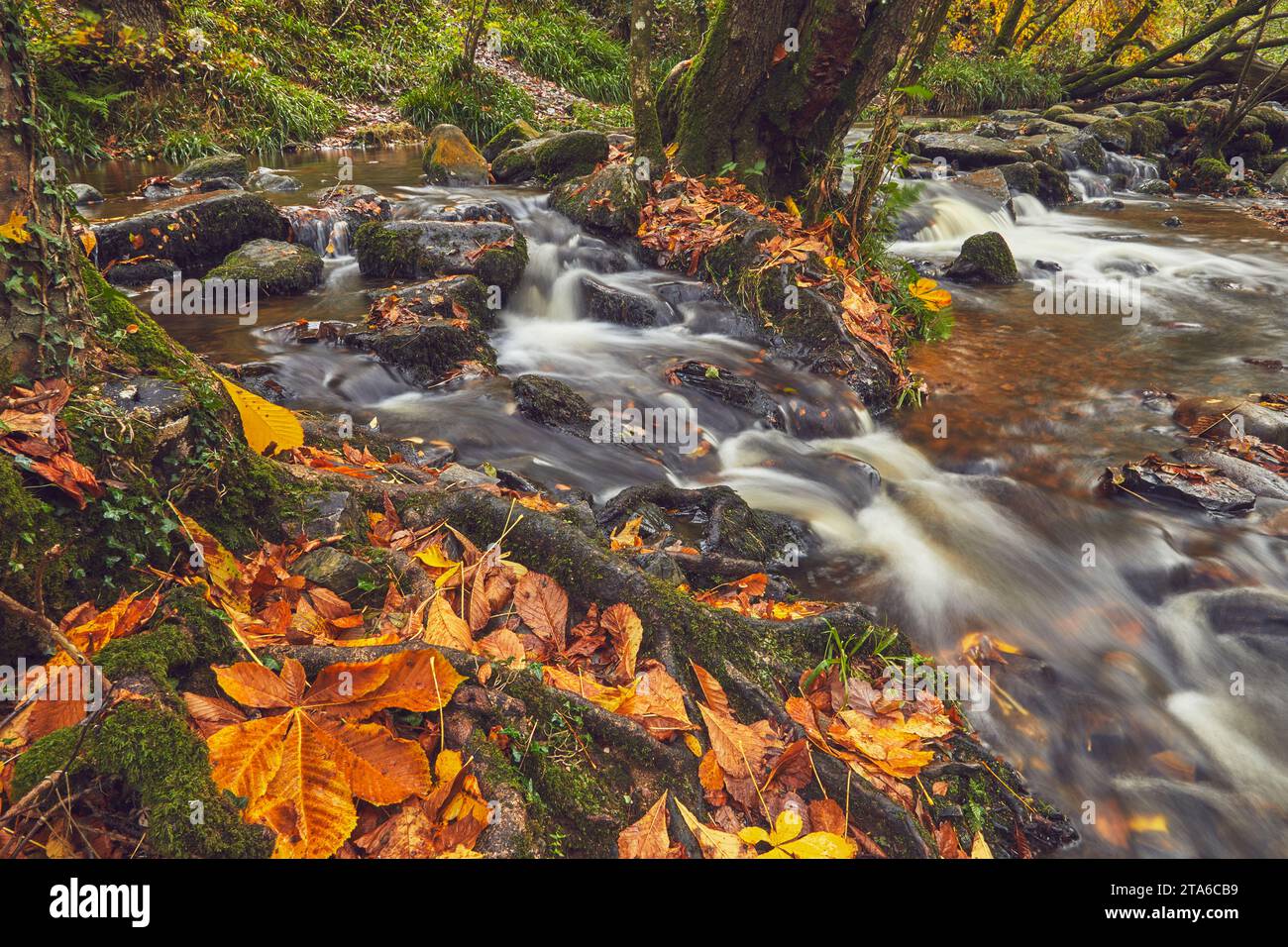 Golden autumn leaves fallen beside the rushing River Teign, in ancient ...