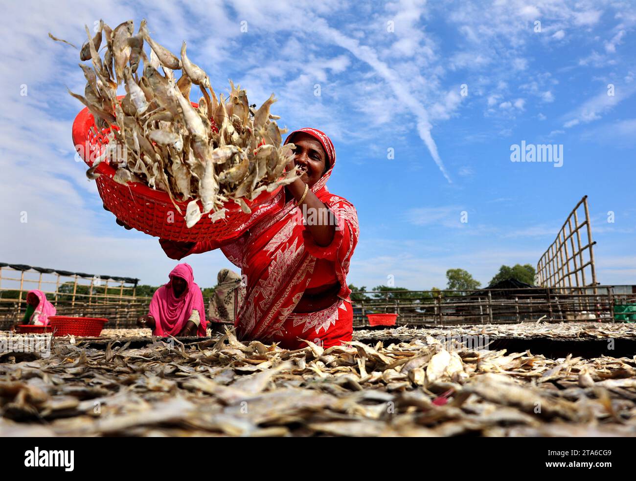 Chittagong, Bakalia, Bangladesh. 29th Nov, 2023. Hundreds of dryfish ...