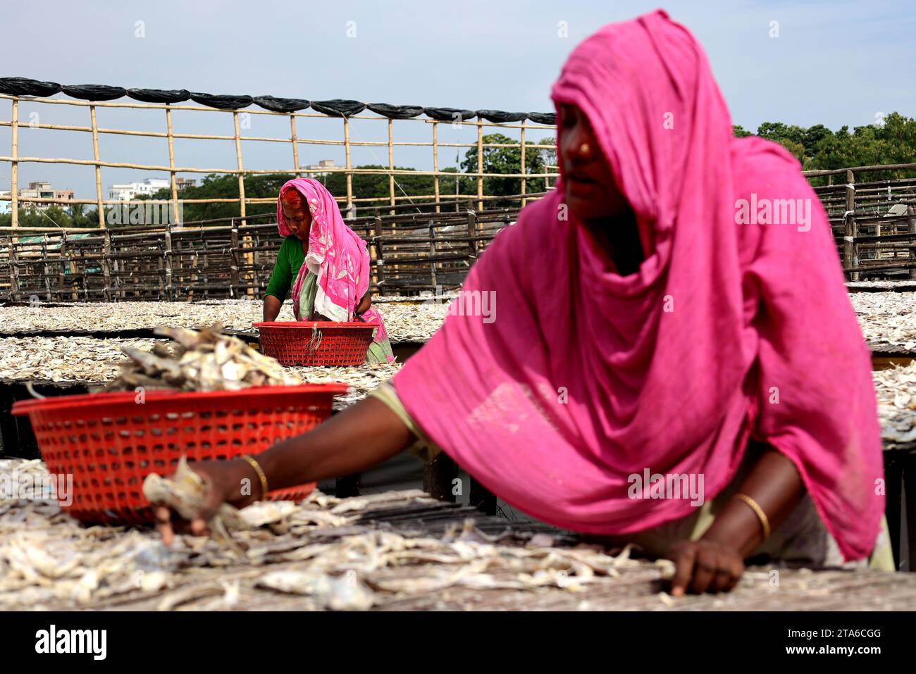 Chittagong, Bakalia, Bangladesh. 29th Nov, 2023. Hundreds of dryfish ...