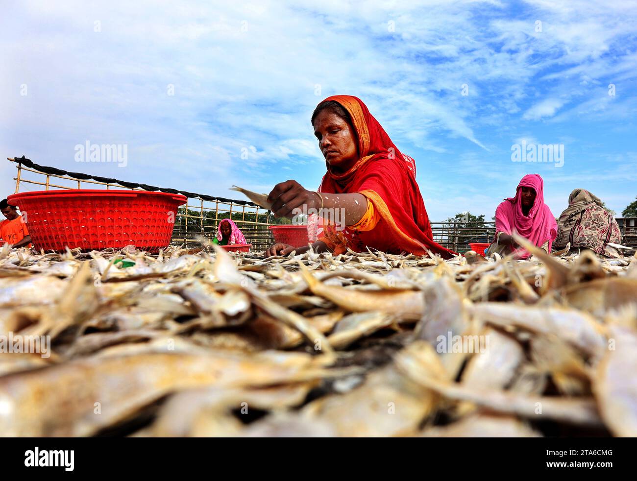 Chittagong, Bakalia, Bangladesh. 29th Nov, 2023. Hundreds of dryfish ...