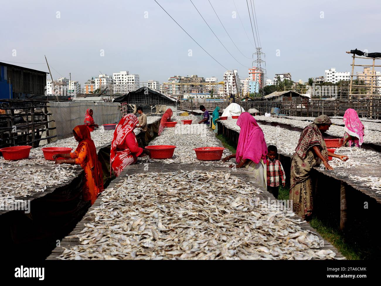 Chittagong, Bakalia, Bangladesh. 29th Nov, 2023. Hundreds of dryfish ...