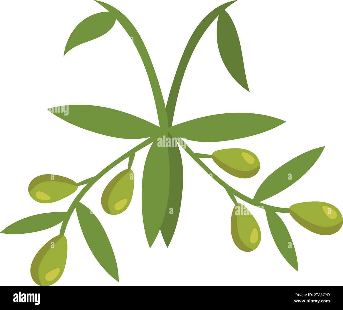 olive branch illustration vector isolated Stock Vector Image & Art - Alamy