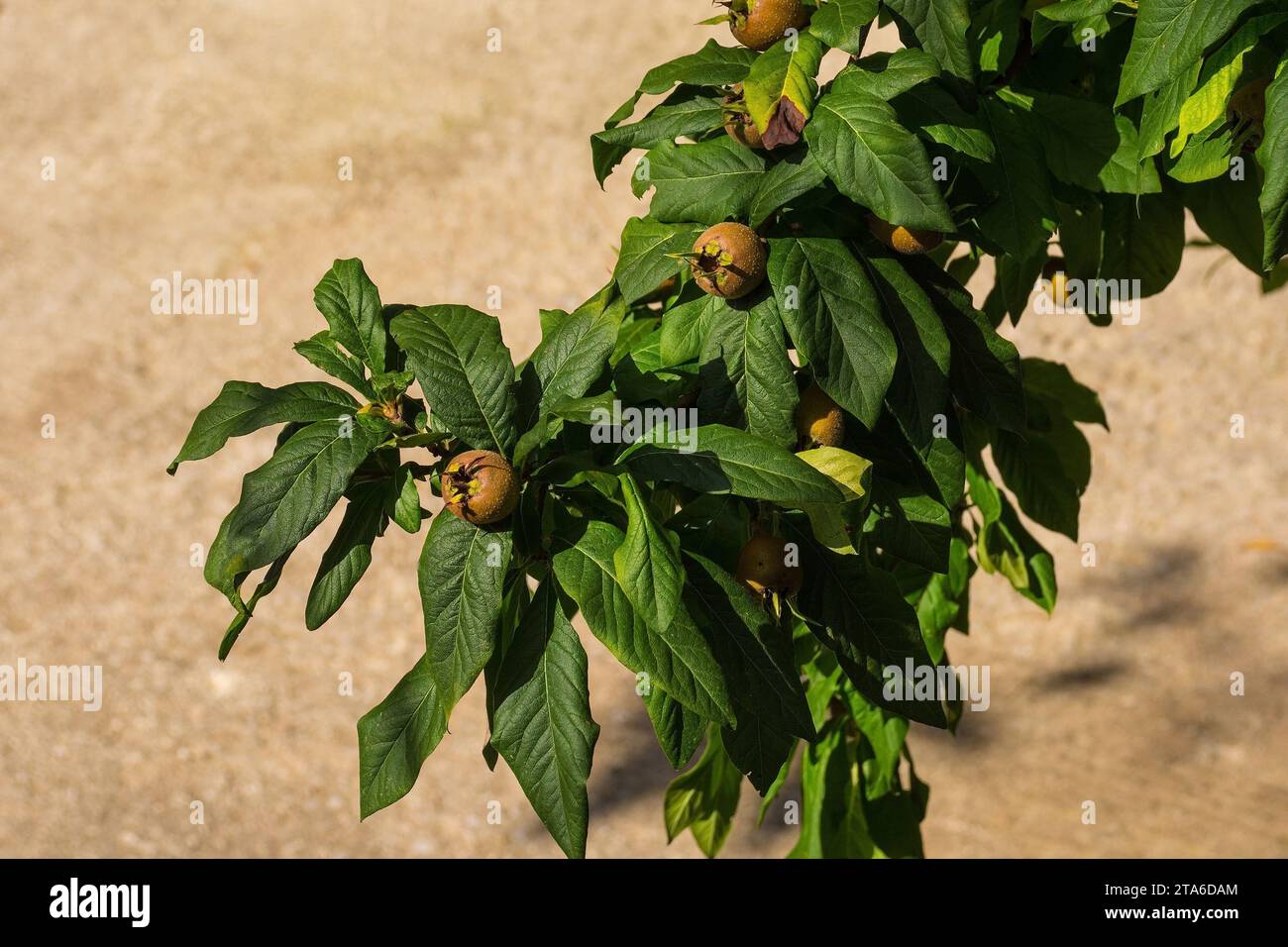 Green leaves on a medlar tree hi-res stock photography and images - Alamy