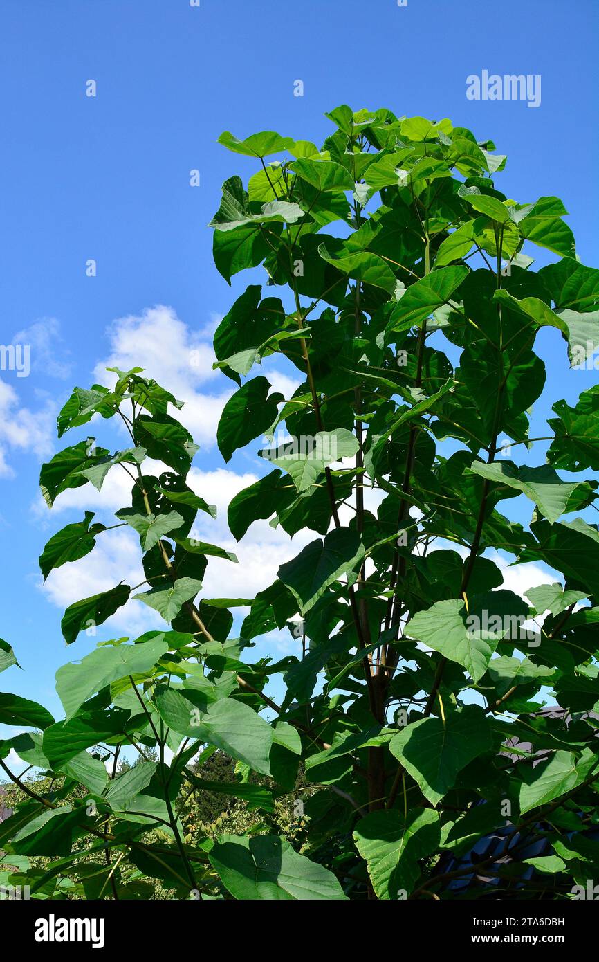 A Paulownia Tomentosa Tree growing in Kulen Vakuf village in the Una ...