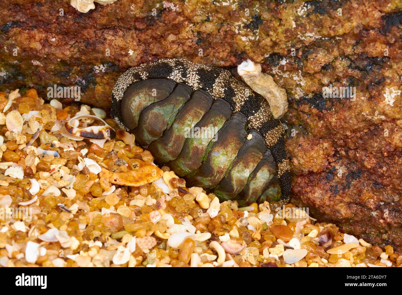 A chiton species, Liolophura hirtosa, attached to the side of a rock in ...