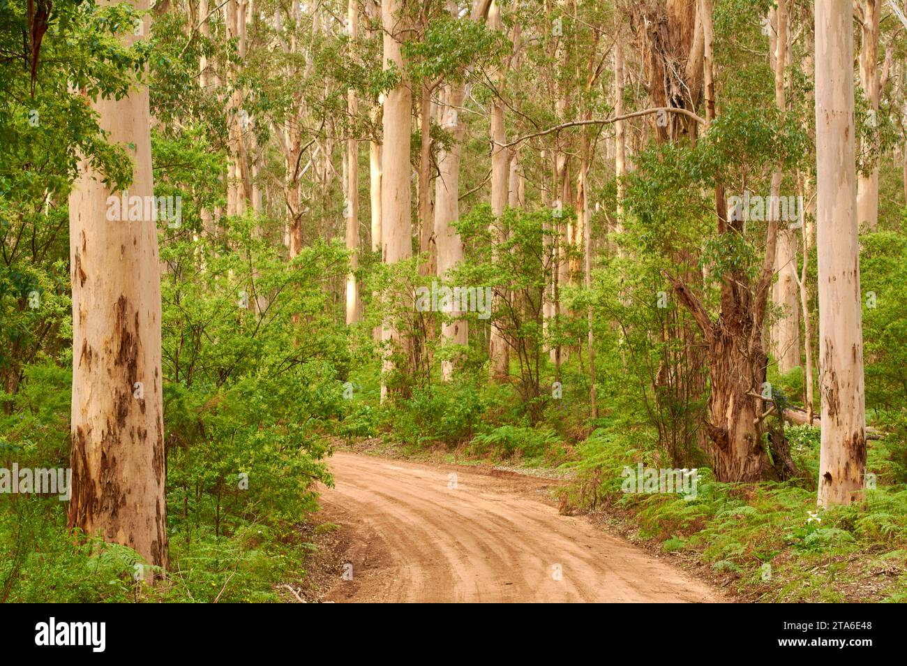 Eucalyptus forest western australia hi-res stock photography and images ...