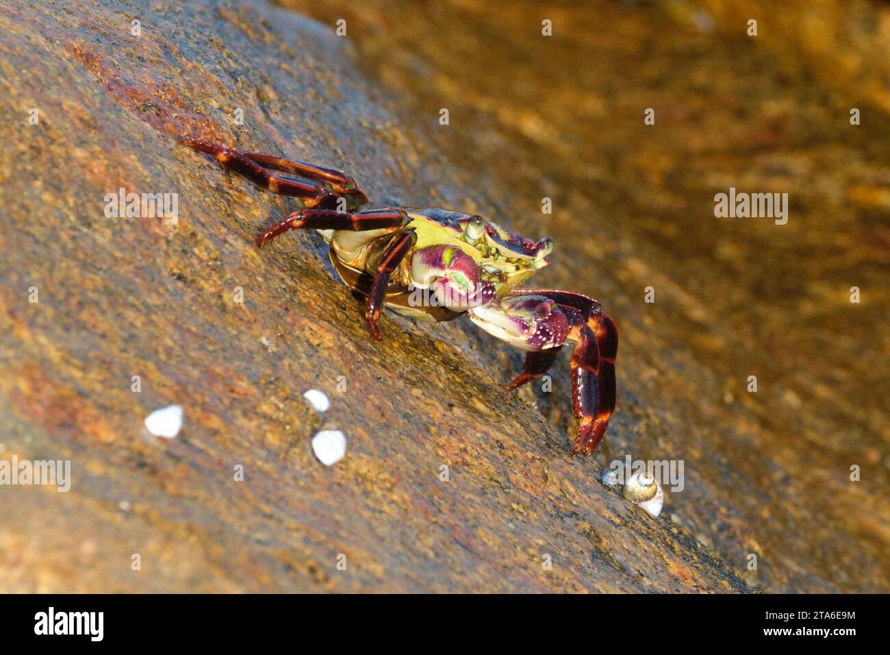 A female Purple Rock Crab, Leptograpsus variegatus, also known as Swift ...