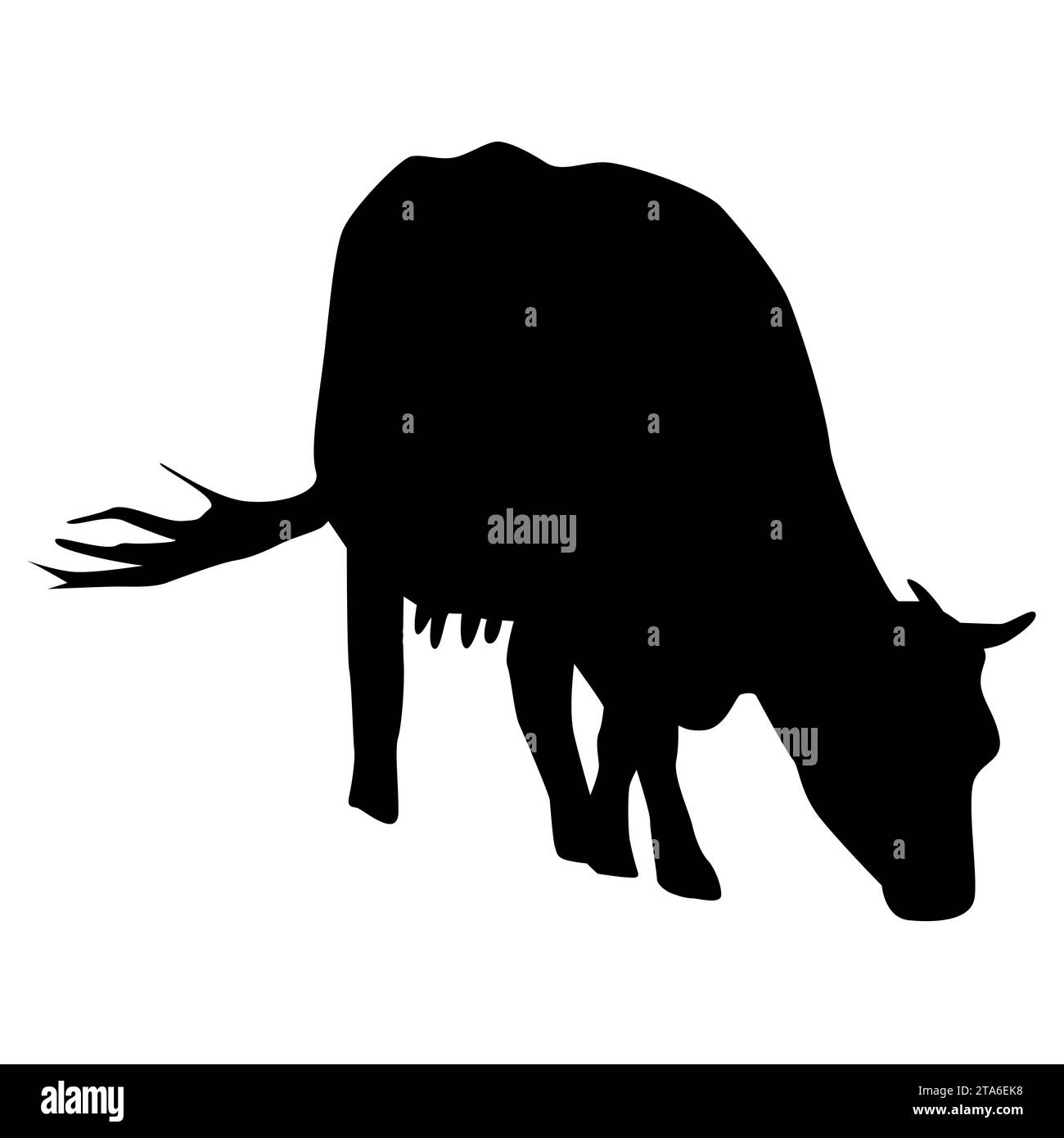 Set of cows in silhouette isolated on white background. The cows eat ...