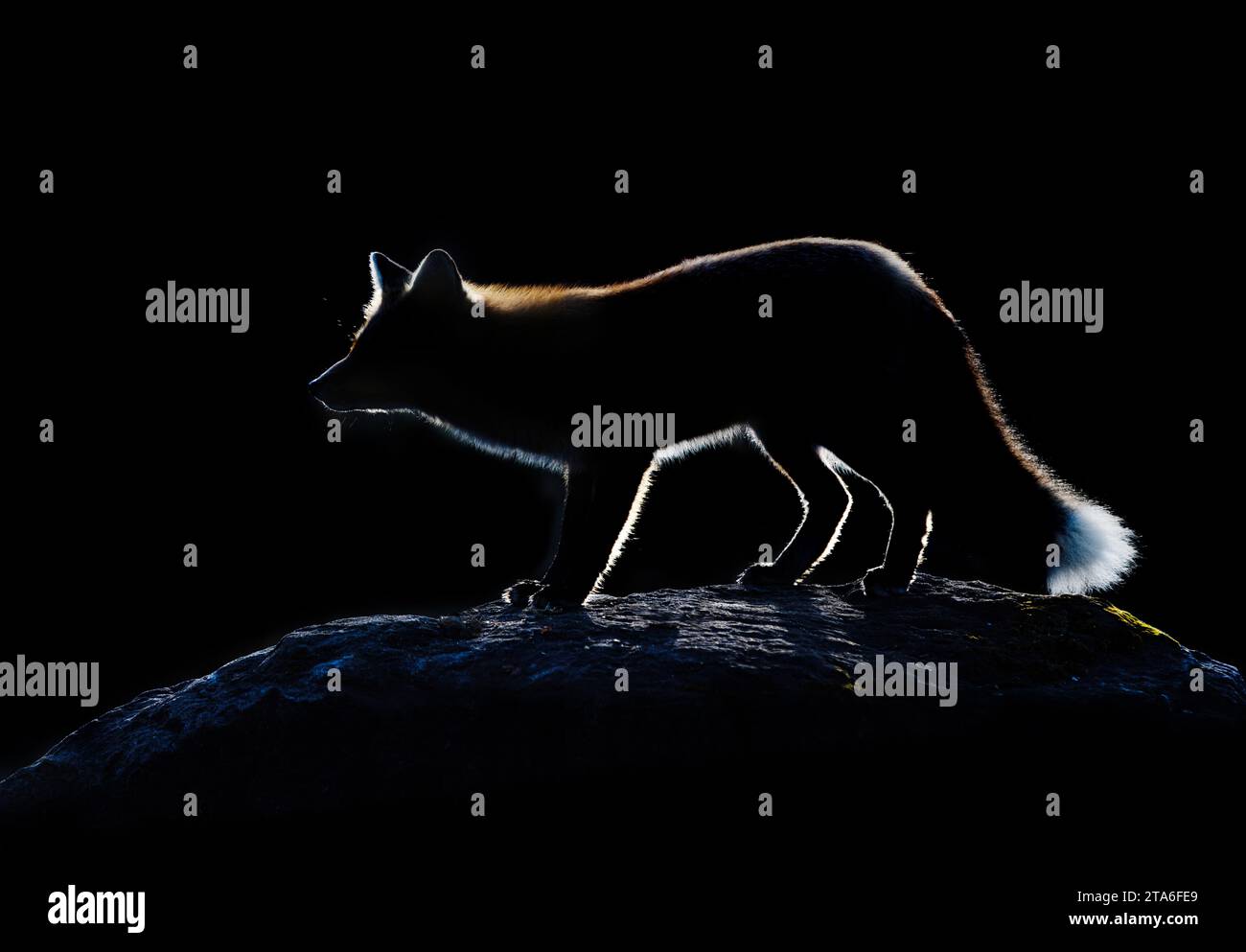 Fox silhouette hi-res stock photography and images - Alamy