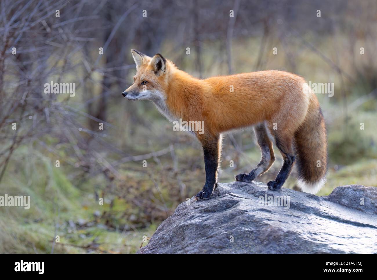 A young red fox with a bushy tail standing on top of a rock in autumn ...