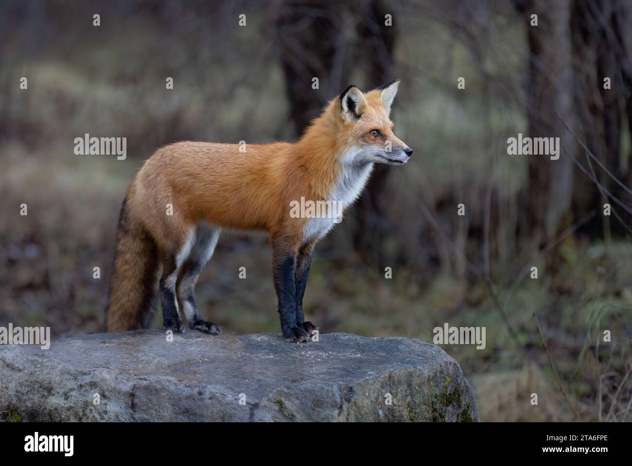 A young red fox with a bushy tail standing on top of a rock in autumn ...