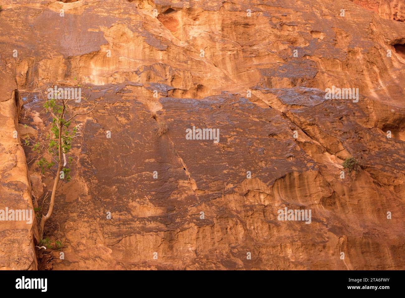 Desert varnish is a patina of iron and manganese oxides on rocks ...