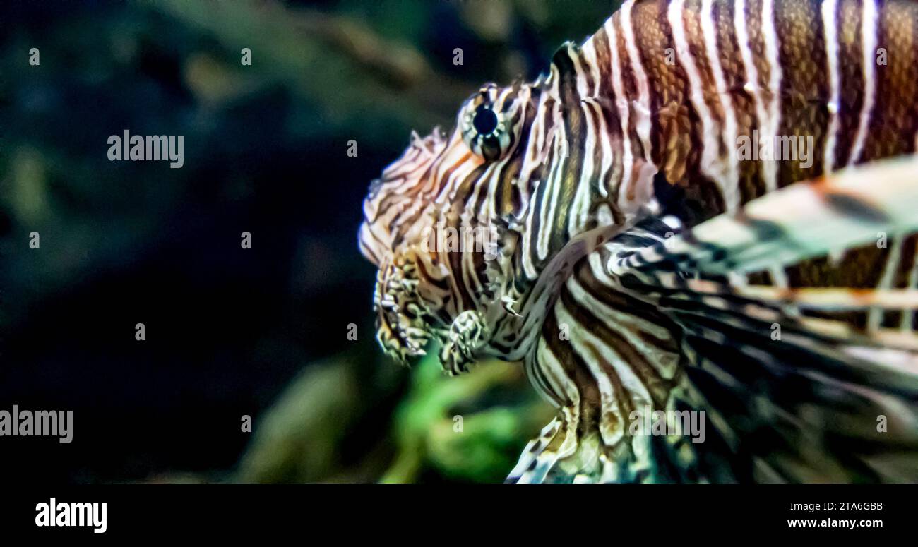 Spectacular photo of a beautiful and large specimen of the lionfish ...
