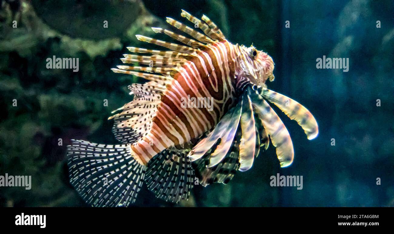 Photo of a beautiful and large specimen of the lionfish, also known ...