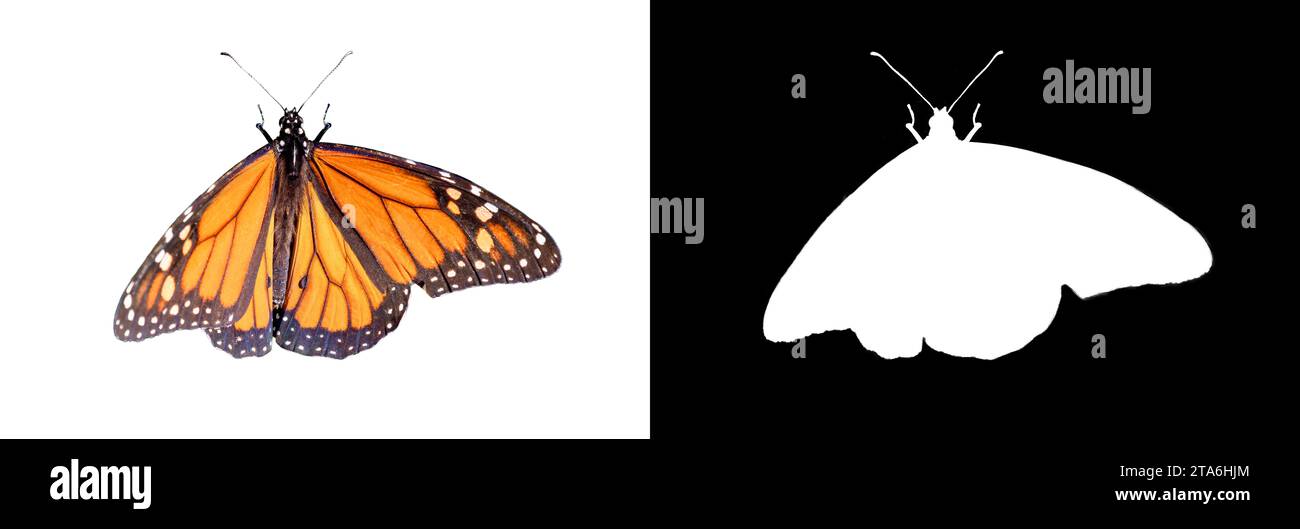 A Showy male monarch butterfly or simply monarch (Danaus plexippus ...